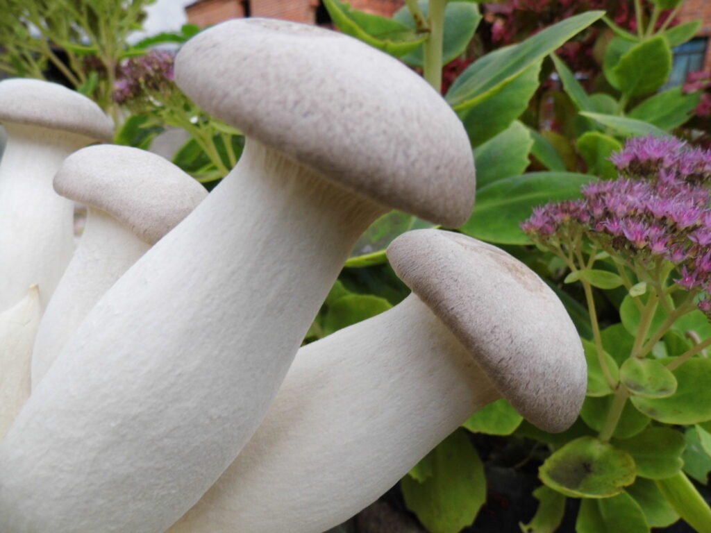 Kräuterseitling - Bio Edelpilze Altmark