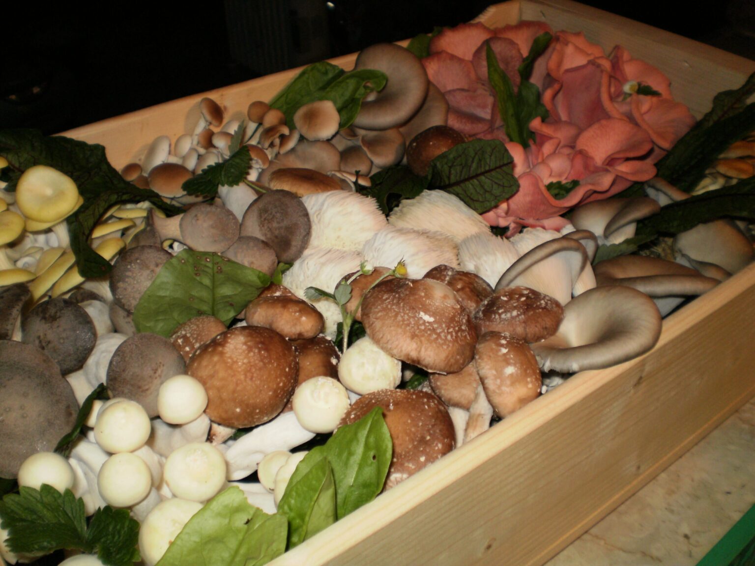 Bio Edelpilz-Mischung - Bio Edelpilze Altmark