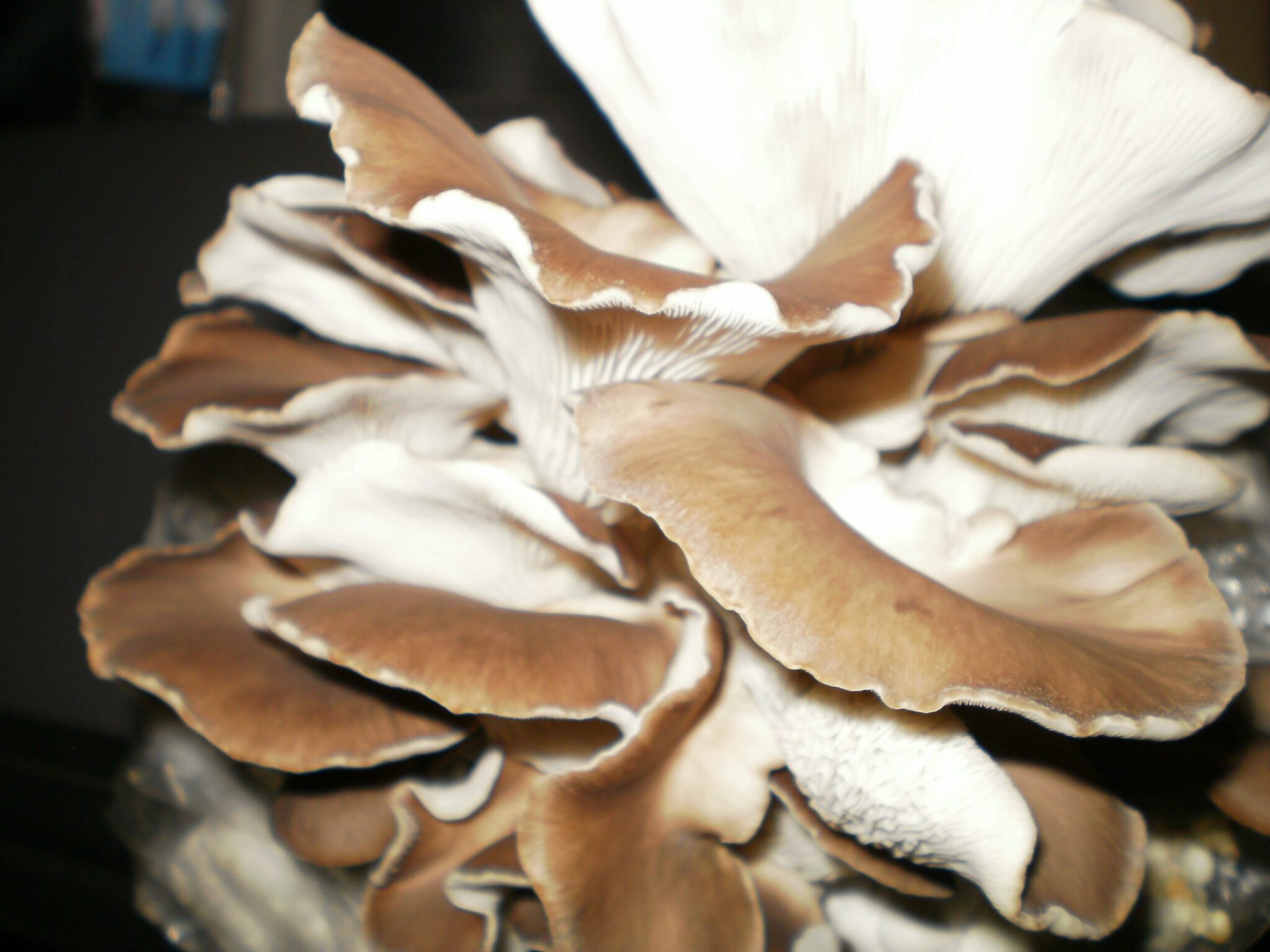 Bio Kastanienseitling - Bio Edelpilze Altmark