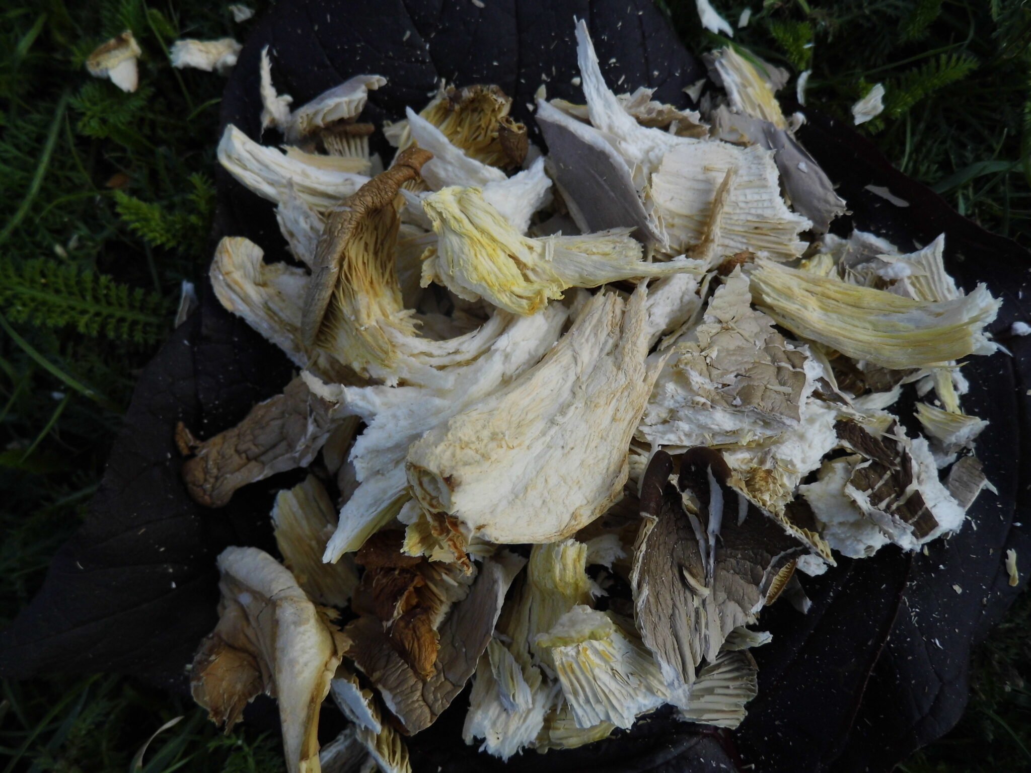 Bio Kastanienseitling - Bio Edelpilze Altmark